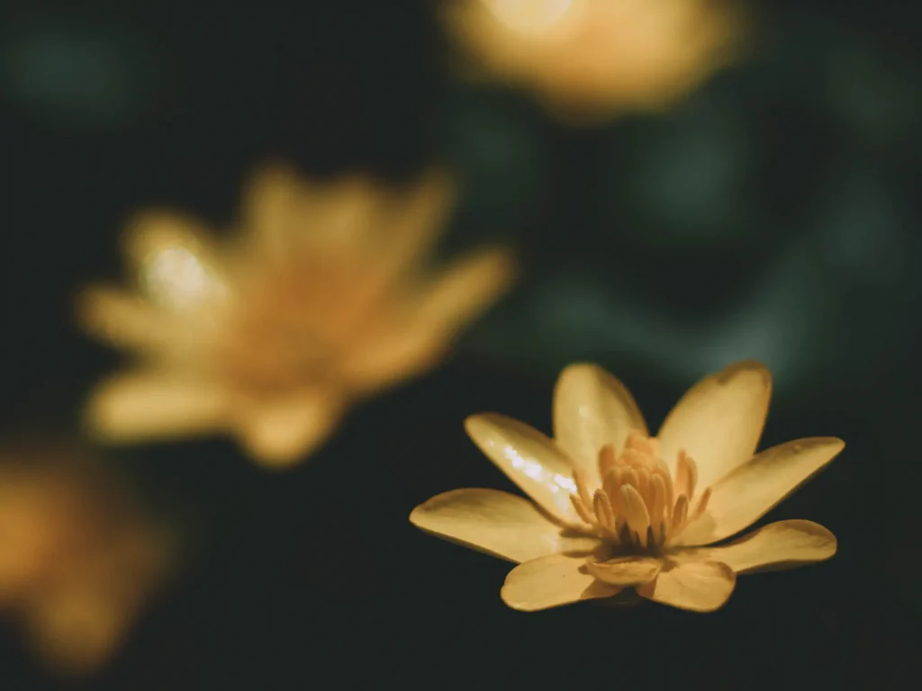 Flower Portraits - Beautiful and Captivating